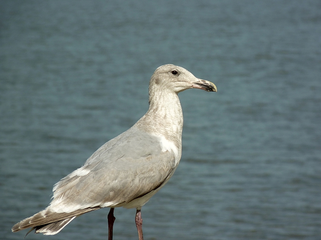 glaucous-winged gull (Birds of the Alameda Shoreline ) · iNaturalist
