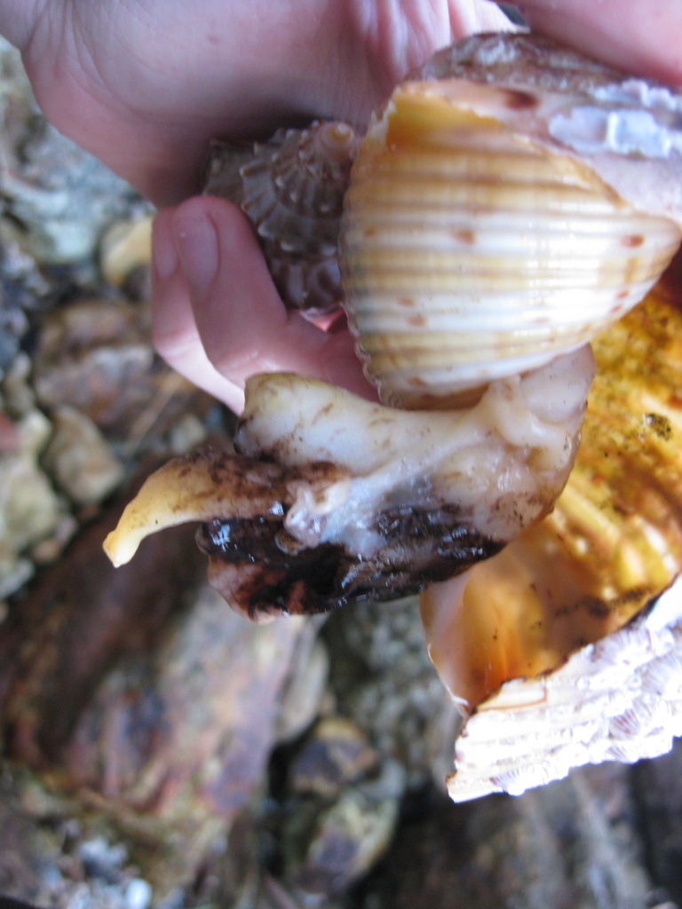 Tonna tankervillii from Waihi Beach, New Zealand on June 05, 2020 at 10 ...