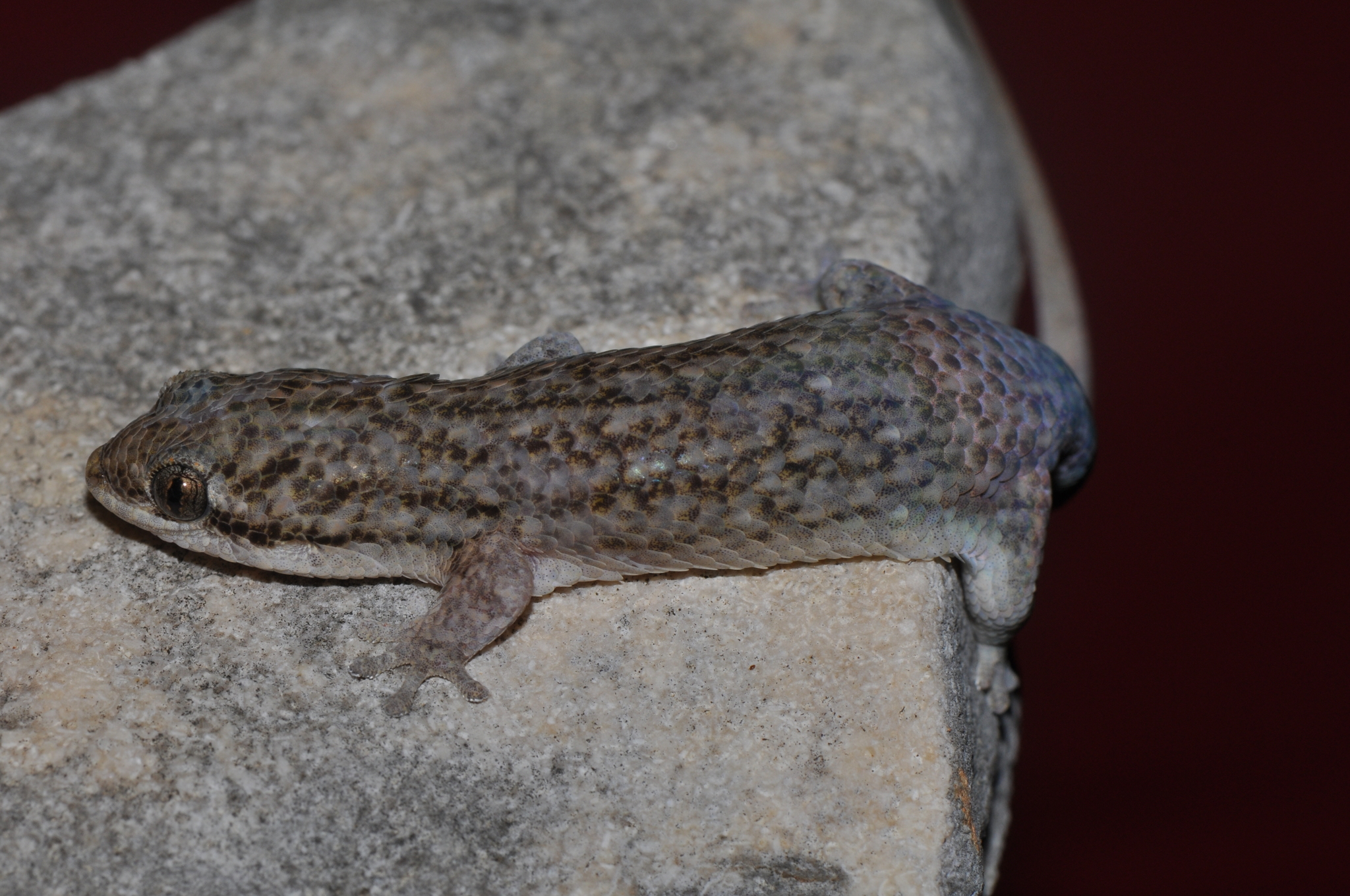 Geckolepis typica Grandidier, 1867