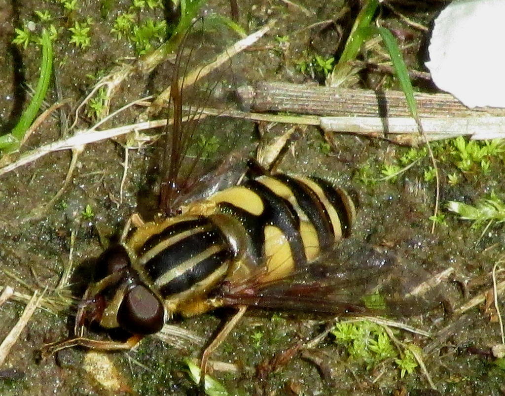 Narrow-headed Marsh Fly from The Gables, Rutland Town, VT on June 03 ...