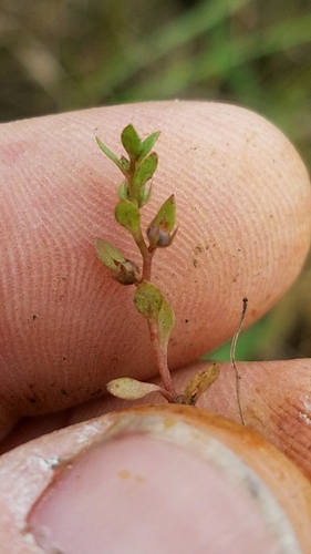 Chaffweed (Nash Prairie Plants List) · iNaturalist