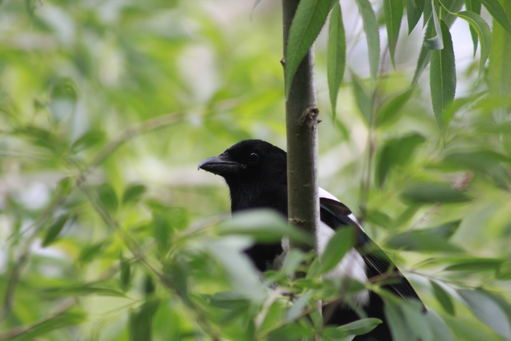 Eurasian Magpie from Moore Nature Reserve on June 07, 2020 at 05:27 PM ...