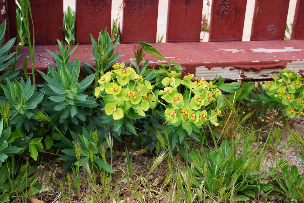 Gopher plant from Clark County, NV, USA on March 31, 2017 at 03:10 PM ...
