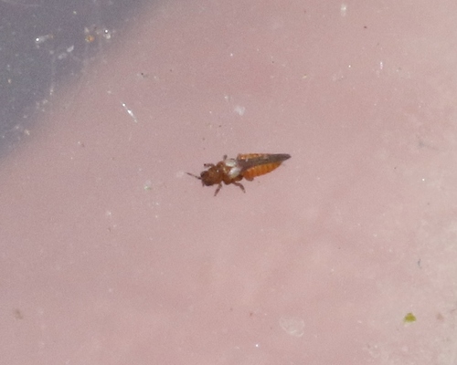 Genus Heterothrips · iNaturalist