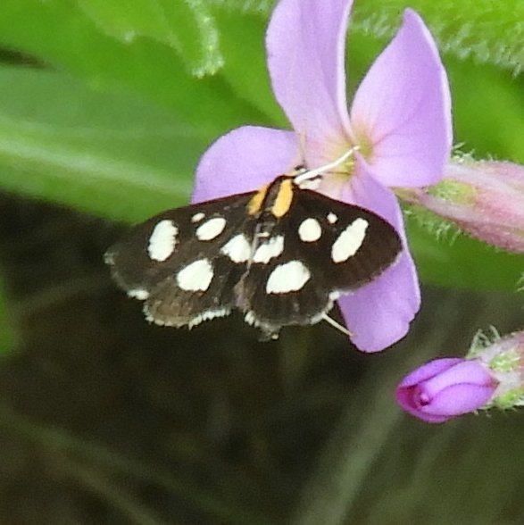 White-spotted Sable from Fitzgerald Rd, Burdett, NY 14818, USA on June ...