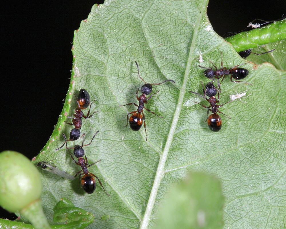 Mottled Dolichoderus (The Ants of Ohio) · iNaturalist