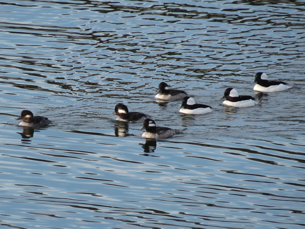 Bufflehead (Birds of the Alameda Shoreline ) · iNaturalist
