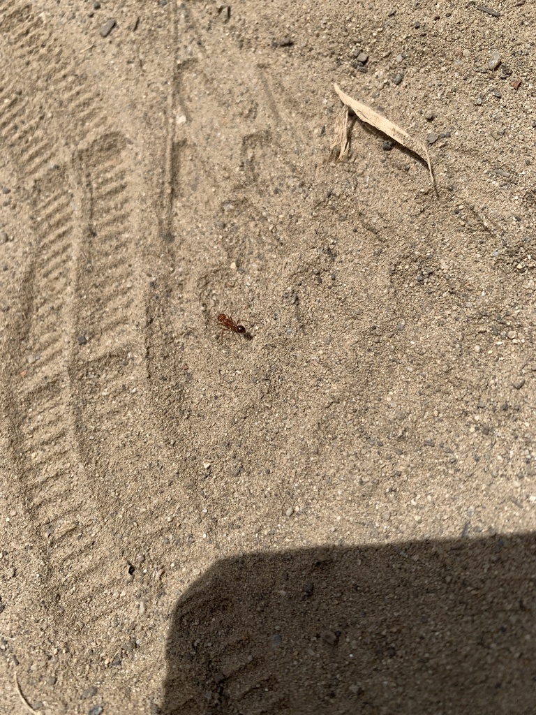 Southern Fire Ant from Carbon Canyon Regional Park, Brea, CA, US on ...
