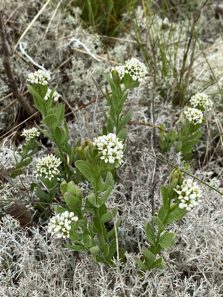 bastard toadflax in June 2020 by Ian Bryson · iNaturalist