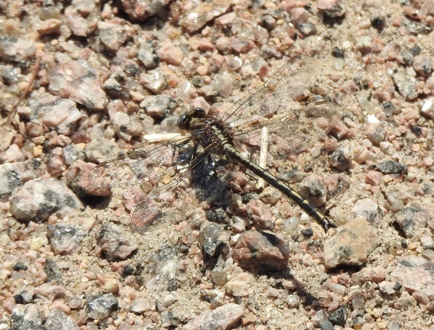 Dusky Clubtail from Sherburne National Wildlife Refuge, Big Lake, MN ...