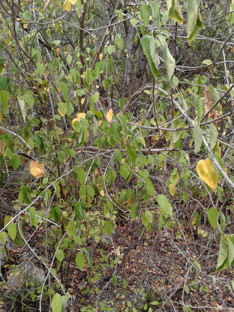 (Helicteres carthagenensis) - Botanical Realm