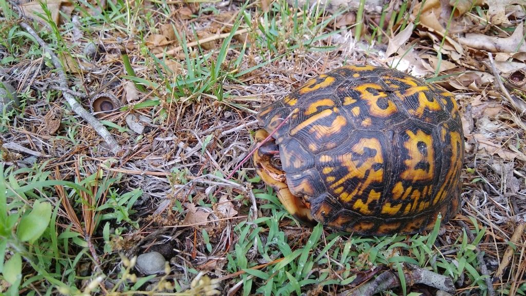Eastern Box Turtle in June 2020 by gilmang. At the edge of the forest ...