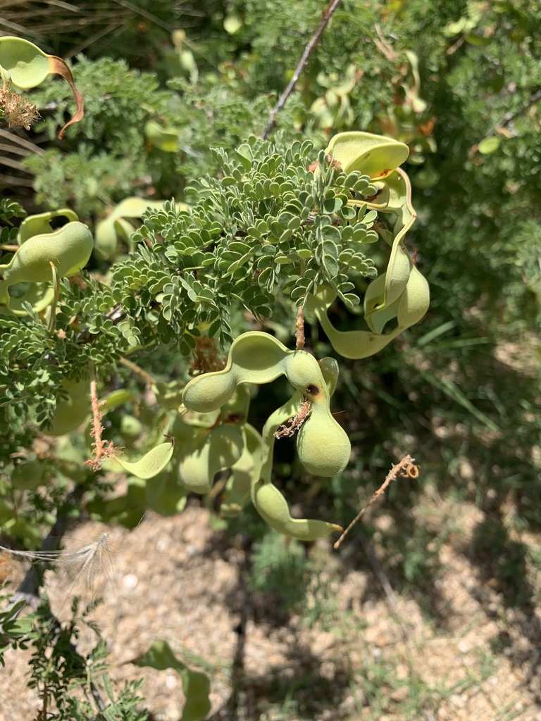 Catclaw Acacia (Darby Well Wash Species List) · iNaturalist