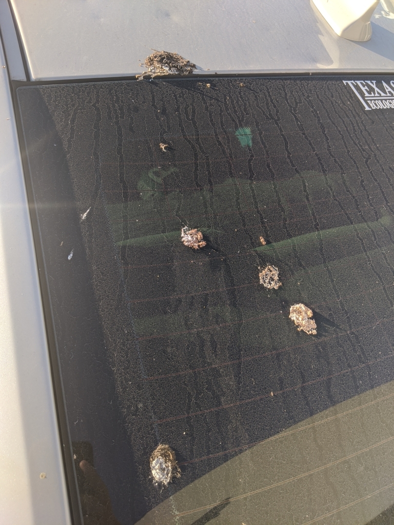 Birds from Hasse, TX 76442, USA on June 7, 2020 at 07:21 PM by Austin R ...