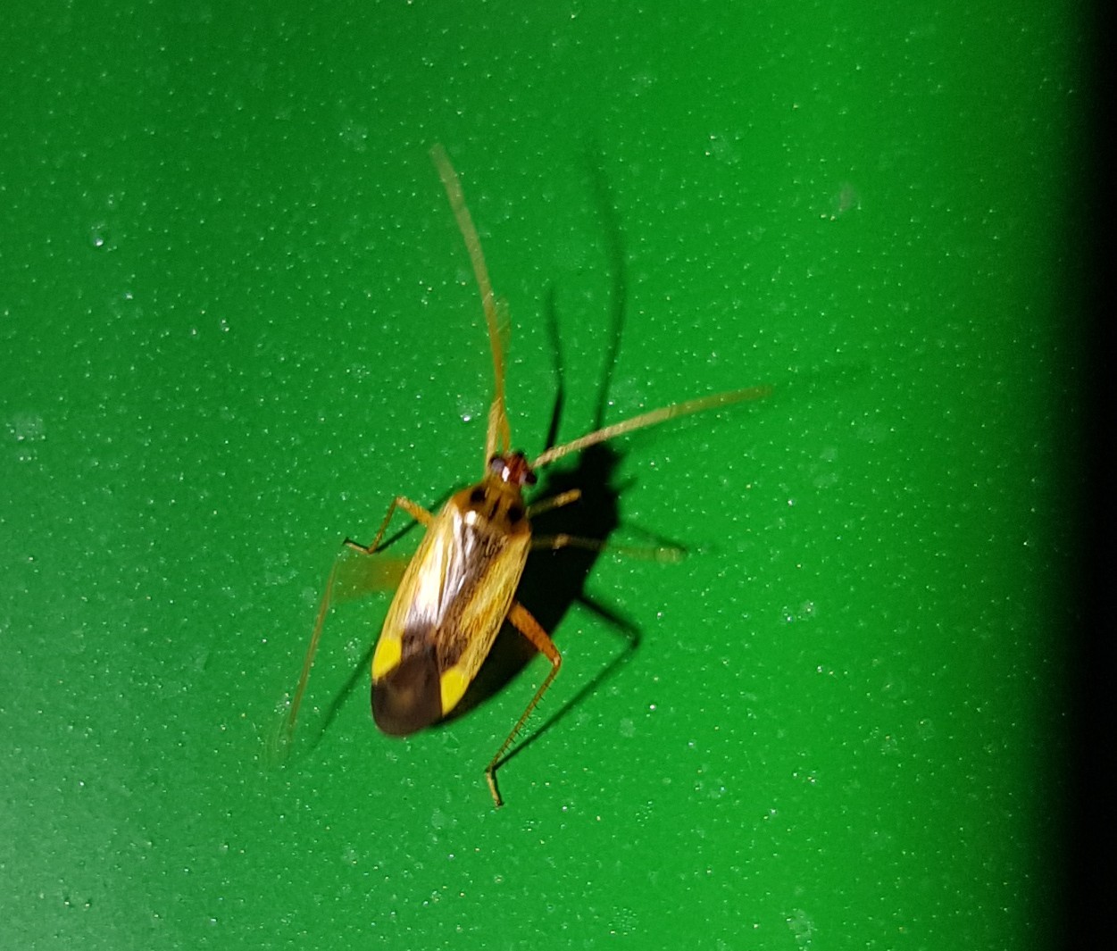 Adelphocoris suturalis (Jakovlev, 1882)