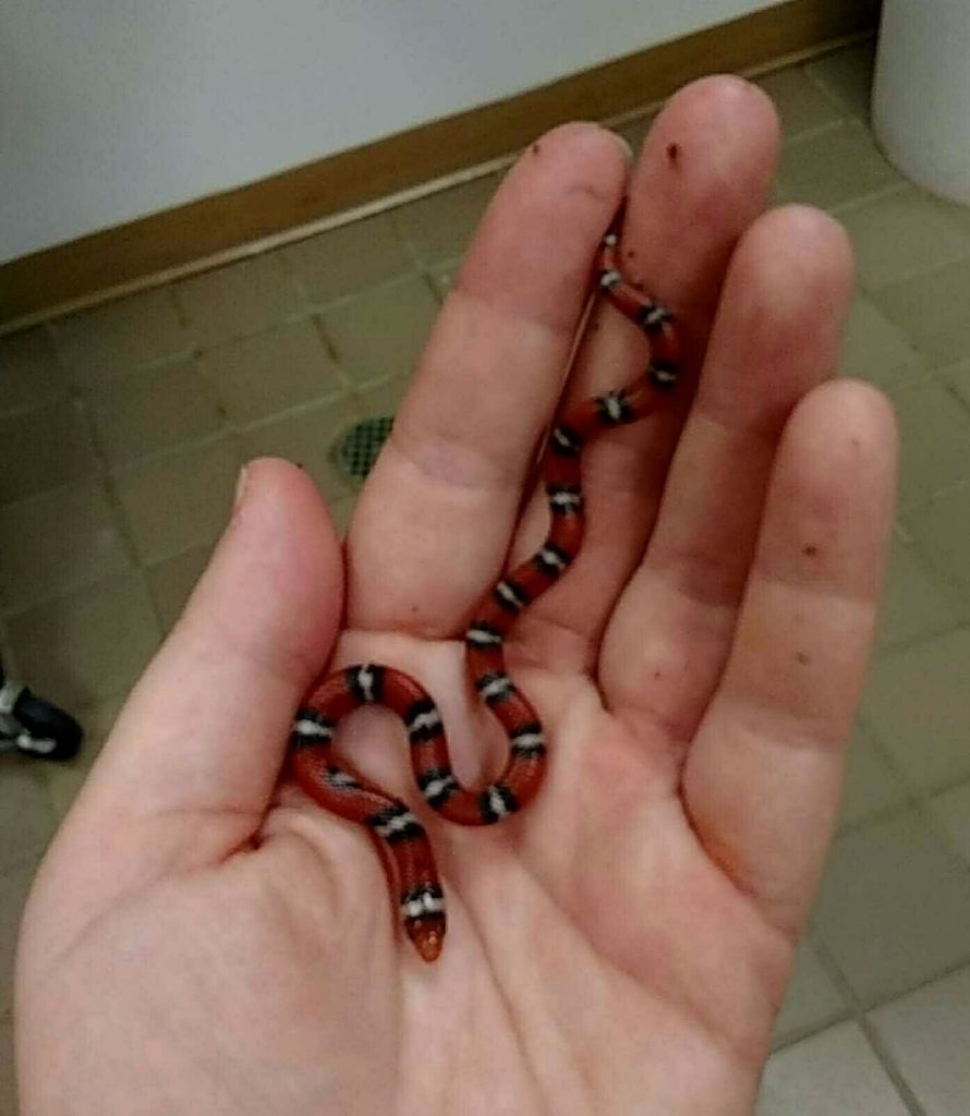 Northern Scarletsnake in June 2016 by Casey Williams · iNaturalist