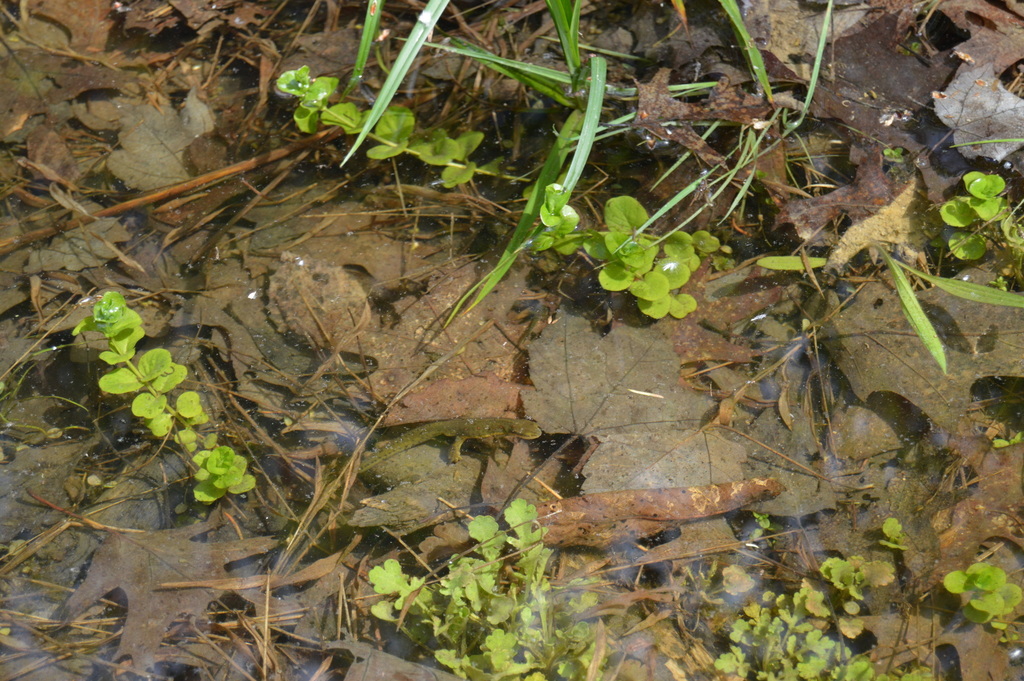 Spotted Salamander from Centre County, PA, USA on May 19, 2017 at 02:25 ...