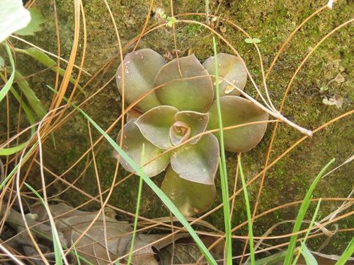 (Echeveria racemosa)