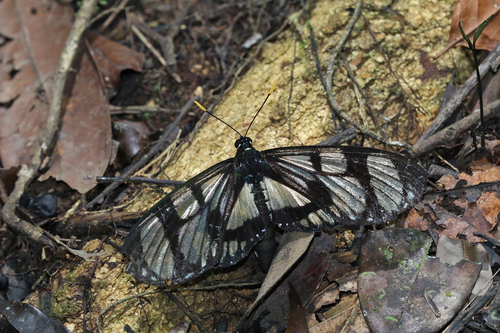 Gazera heliconioides · iNaturalist Mexico