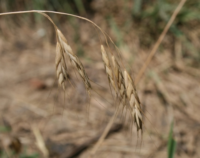 Japanese brome (Invasive Plants of the Kaibab National Forest ...