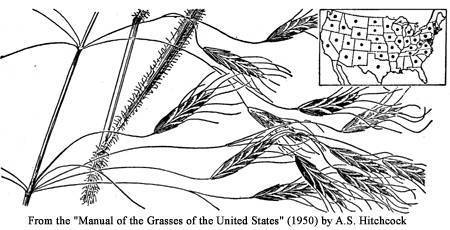 Japanese brome (Invasive Plants of the Kaibab National Forest ...