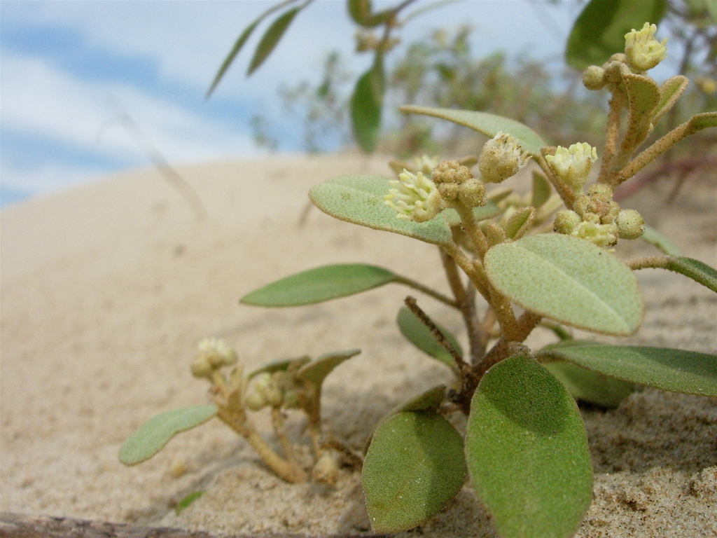Beach Croton (Croton punctatus) - Botanical Realm