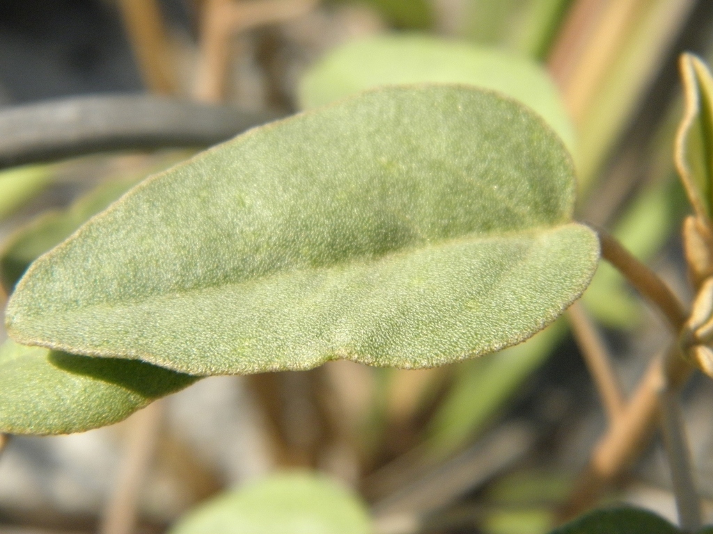 Beach Croton (Croton punctatus) - Botanical Realm