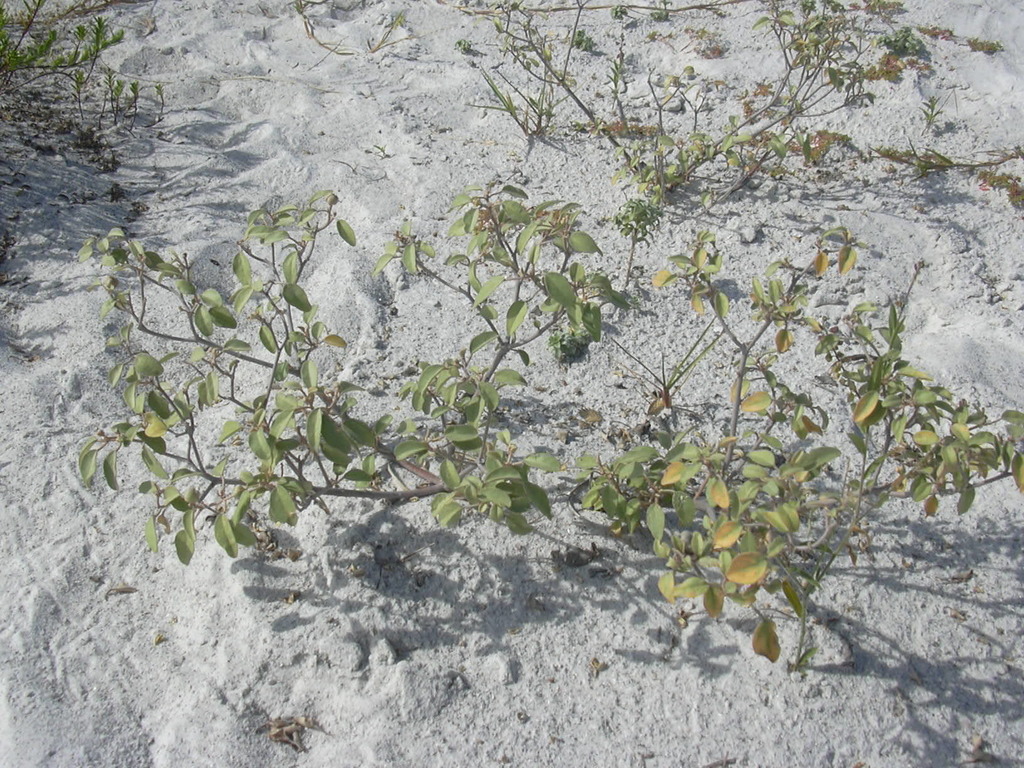 Beach Croton (Croton punctatus) - Botanical Realm
