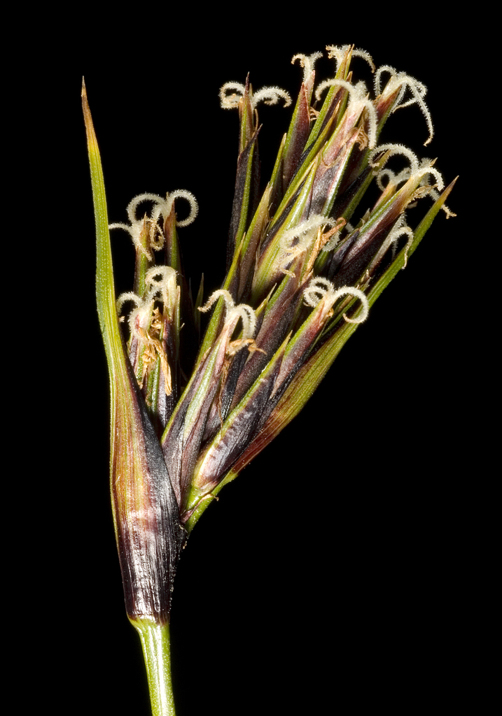 sedges (Cyperaceae) - Botanical Realm