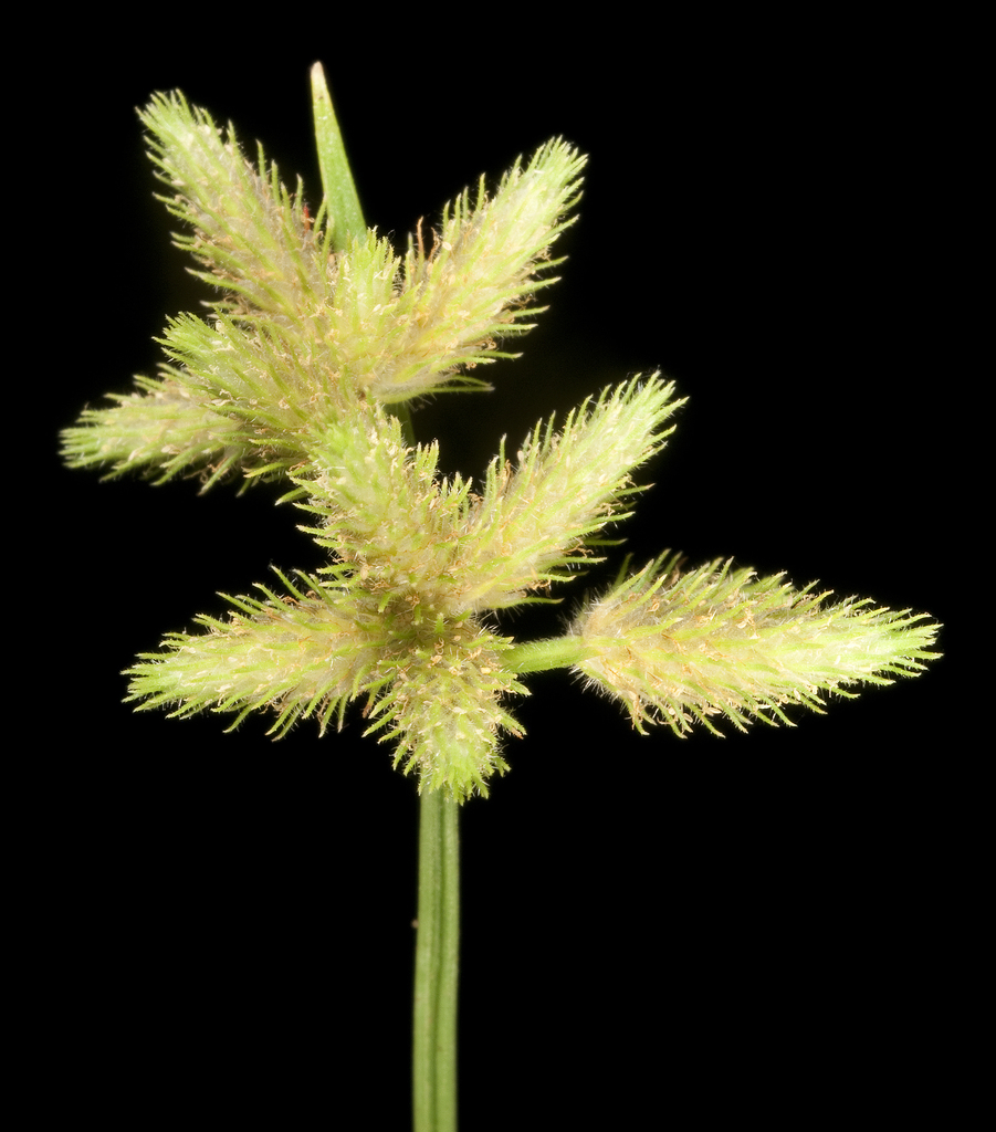 sedges (Cyperaceae) - Botanical Realm