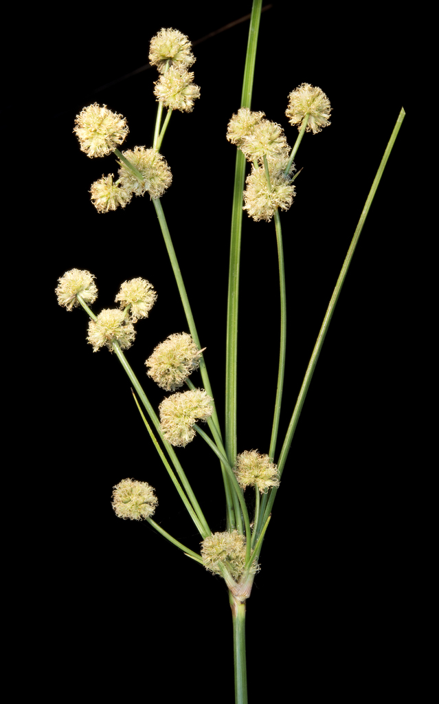 sedges (Cyperaceae) - Botanical Realm