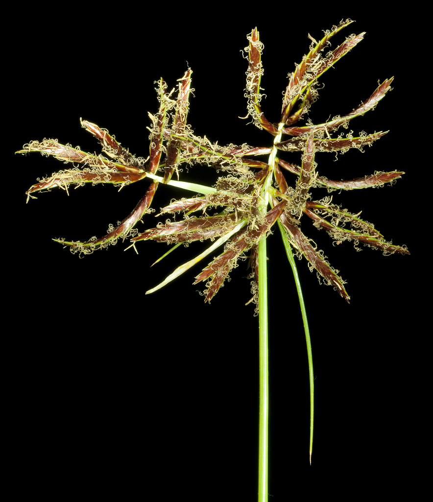 sedges (Cyperaceae) - Botanical Realm