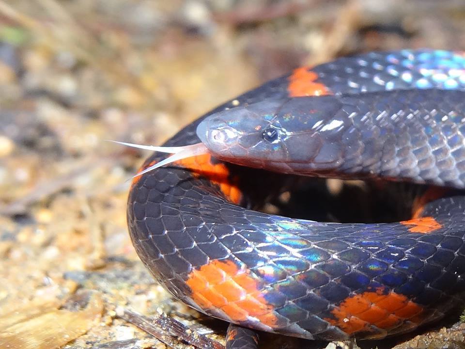 Geophis nephodrymus (Guía de Serpientes en Honduras) · iNaturalist
