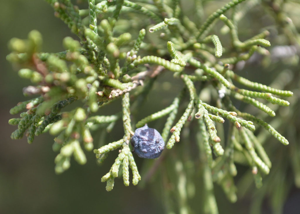 Slender oneseed juniper in April 2016 by Uriel M Barrera Ruiz · iNaturalist