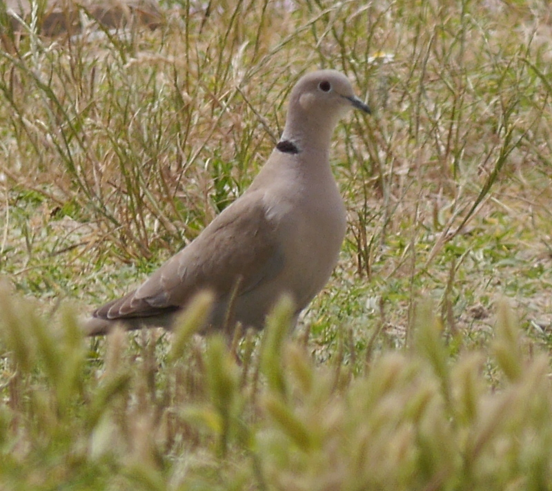Eurasian Collared-Dove from Zentralmakedonien, Griechenland on May 12 ...