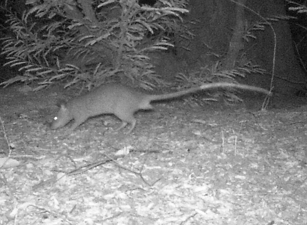 Northern Giant Pouched Rat (Cricetomys gambianus) - Know Your Mammals