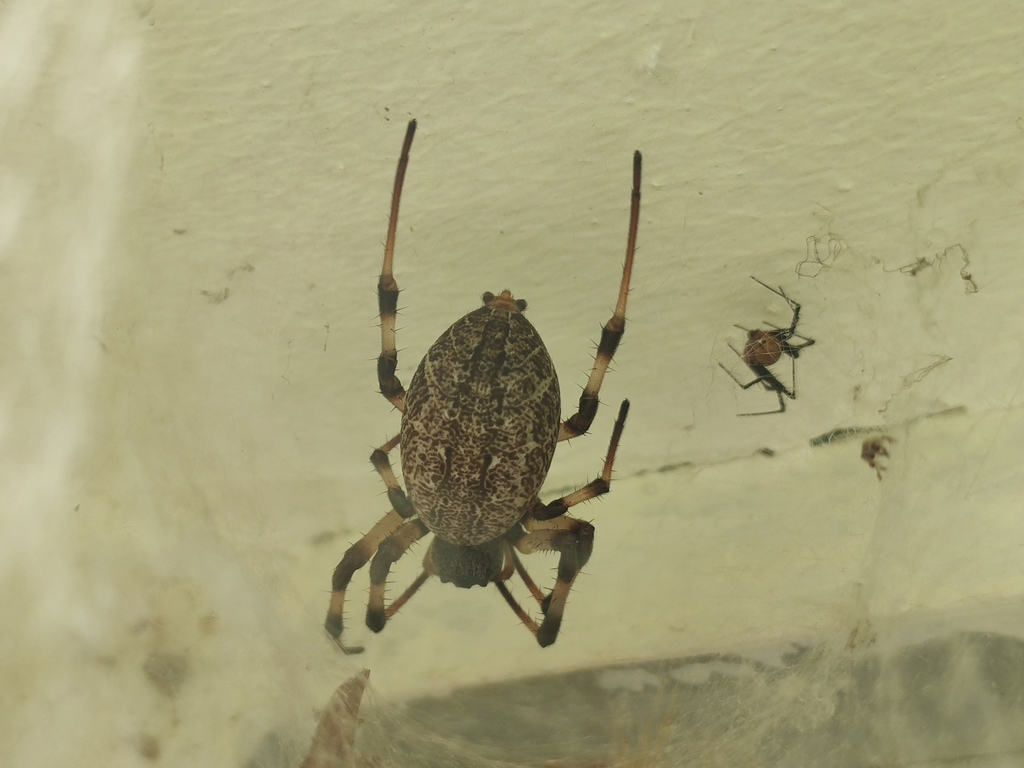 Asian Hermit Spider from Xishuangbanna Dai, CN-YN, CN on June 08, 2020 ...