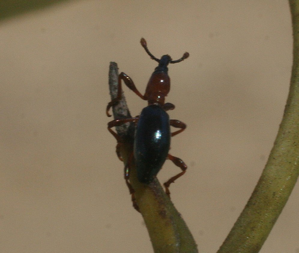 Sweet Potato Weevil from Wunjunga QLD 4806, Australia on July 24, 2009 ...