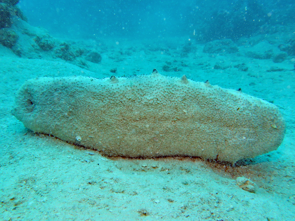 Holothuria fuscogilva Cherbonnier, 1980