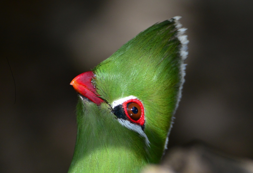 Knysna Turaco (Threatened and Local Species) · iNaturalist