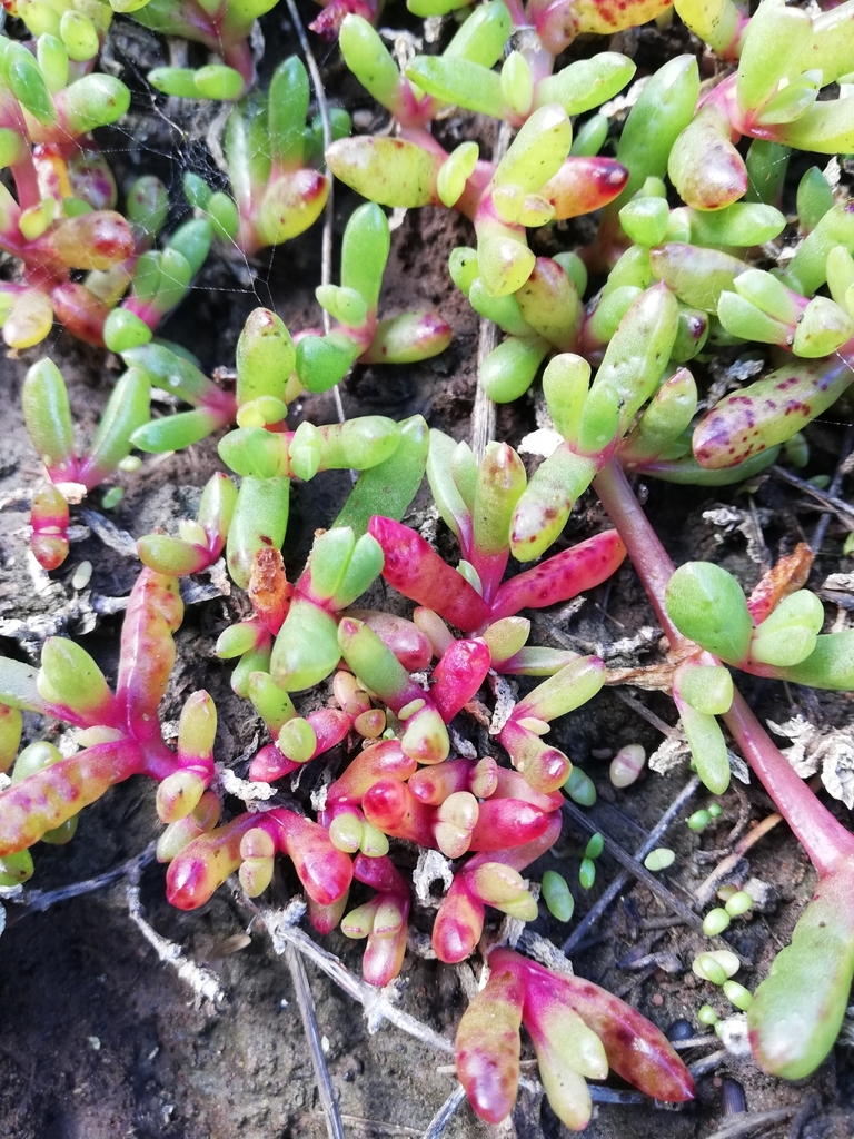 New Zealand Ice Plant from Waikato 3296, New Zealand on June 08, 2020 ...