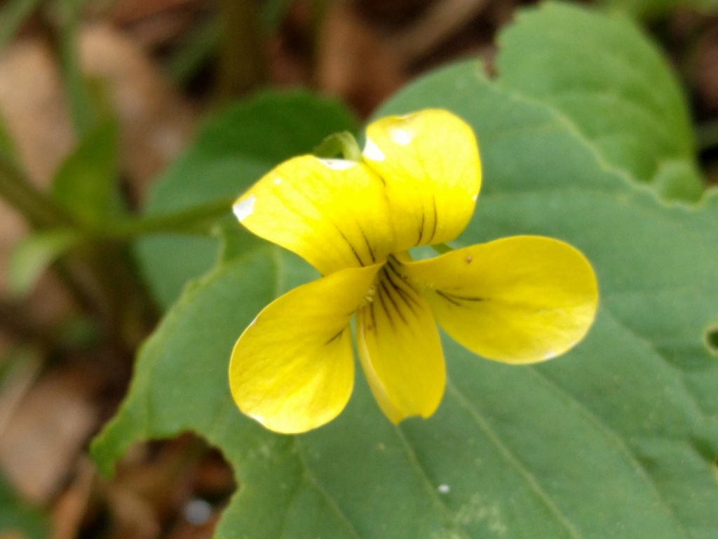 Smooth Yellow Violet (Viola eriocarpa) - Botanical Realm