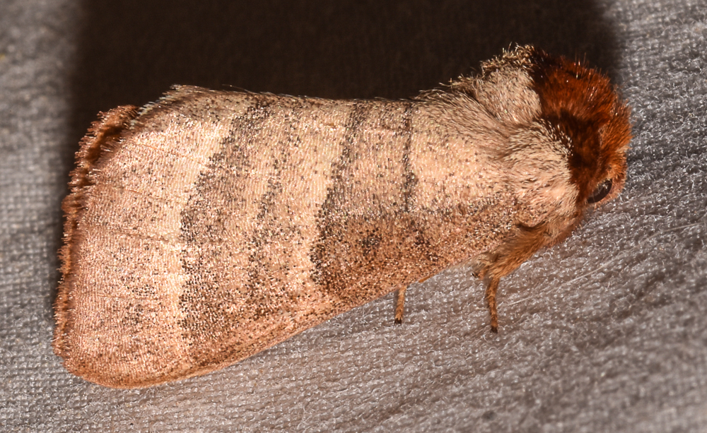 Walnut Caterpillar Moth from Glyndon, MD, USA on June 08, 2020 at 04:04 ...