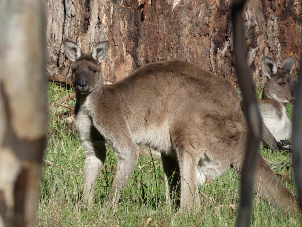 Western Grey Kangaroo (Macropus fuliginosus) - Know Your Mammals