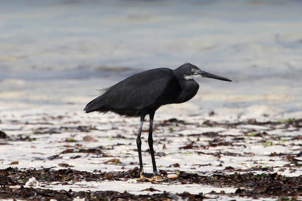 Dimorphic Egret (Zanzibar Wildlife - Bwawani Wetland) · iNaturalist