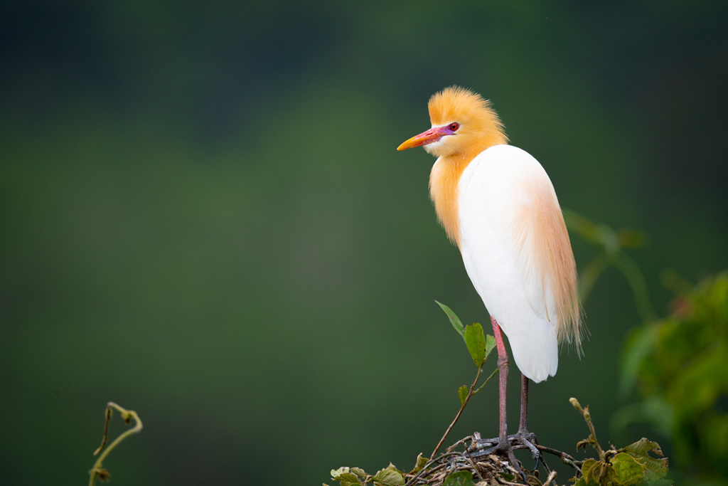 Eastern Cattle-Egret (Animals of Bardwell Park ) · iNaturalist