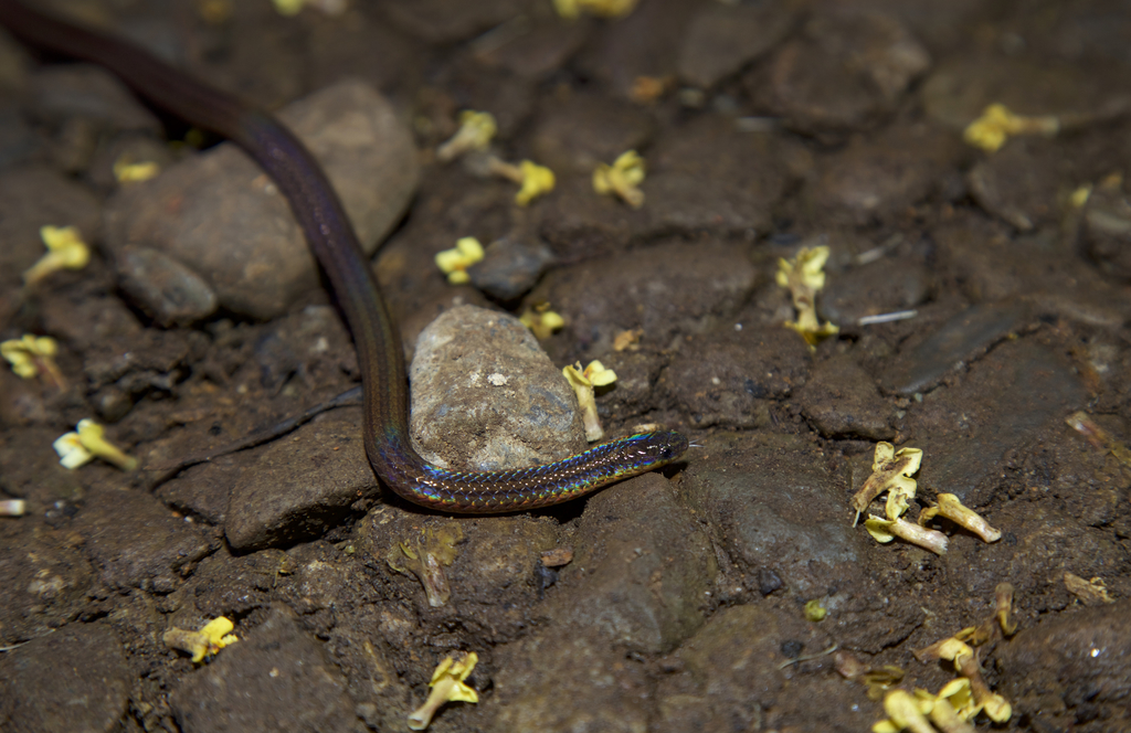 Collared Reed Snake from Erziping Trail on June 2, 2019 by 李詠寬 ...