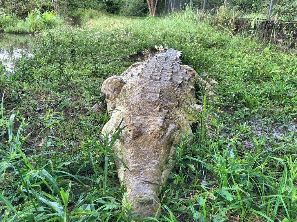 Orinoco Crocodile in August 2019 by rafaelcar · iNaturalist