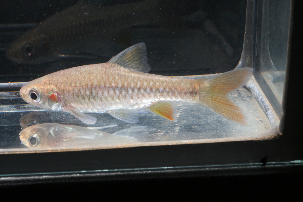 Redspot barb (Enteromius kerstenii) - Marine Life Identification