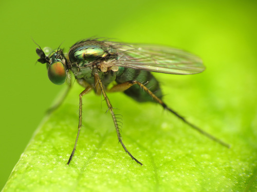 Dolichopus comatus · iNaturalist